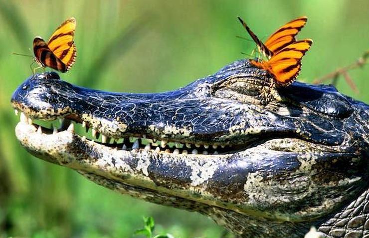 Oral Literature: The Magic Crocodile – Comboni2000 – Prendi il largo