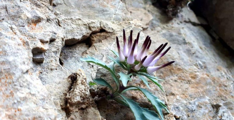 Henri Nouwen – How Gratitude Breaks the Chains of Resentment ...